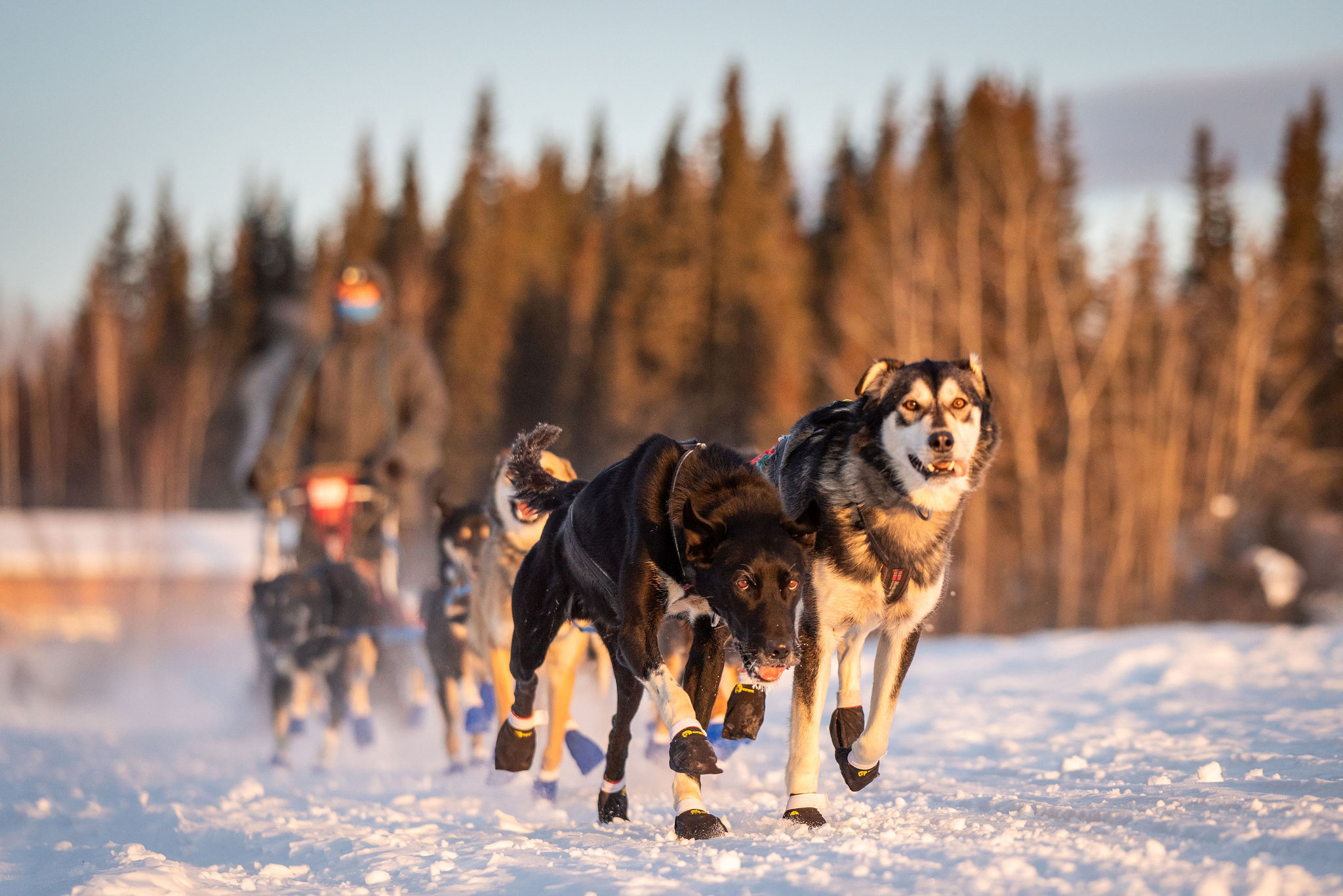 The T-Dog - Fairbanks' Newest Multisport Race! - Trail Breaker Kennel