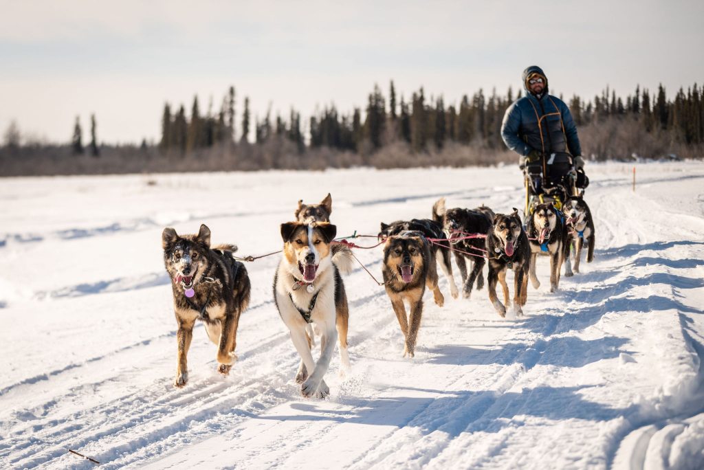 The Ultimate Destination for Dog Sledding - Trail Breaker Kennel