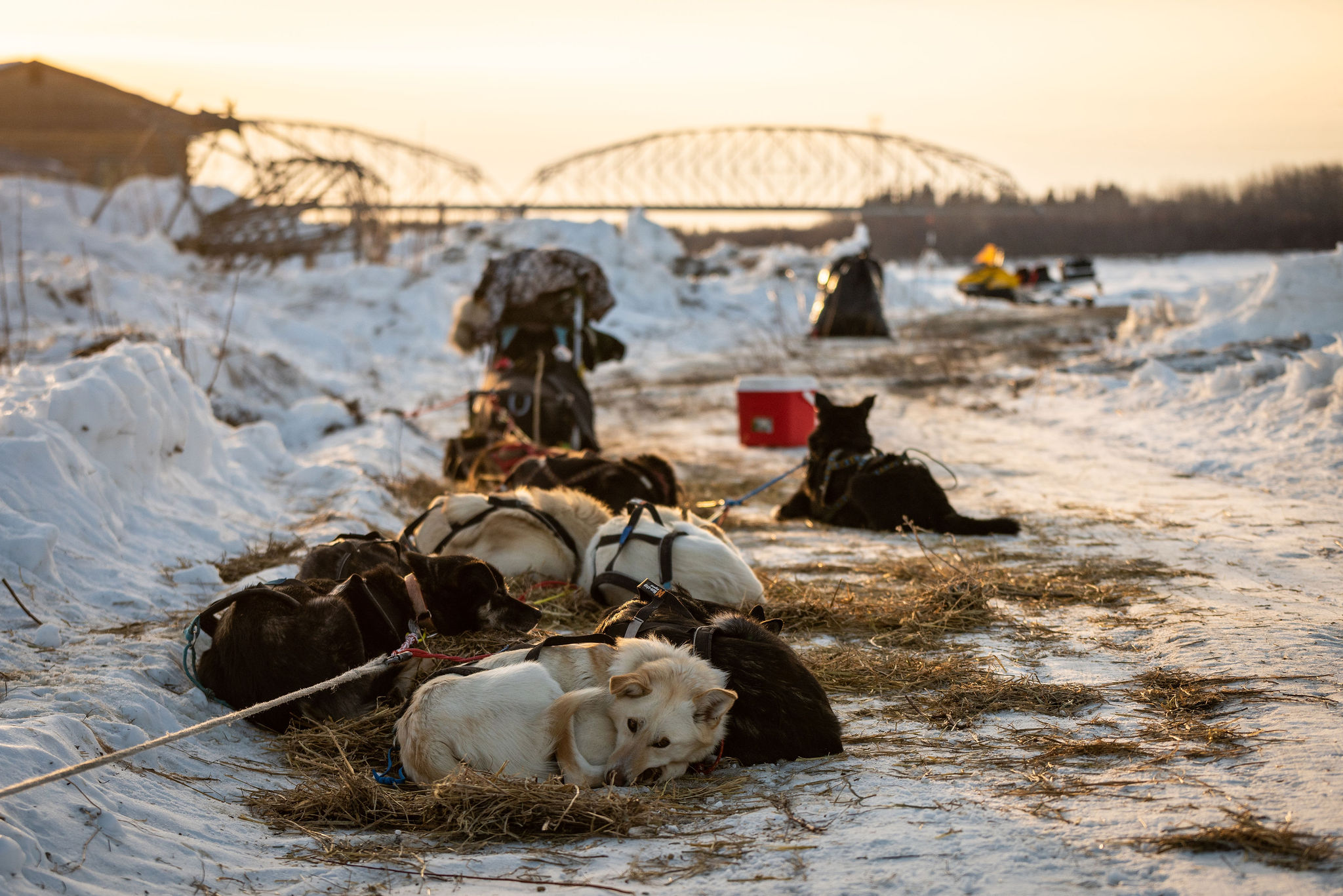 The T-Dog - Fairbanks' Newest Multisport Race! - Trail Breaker Kennel