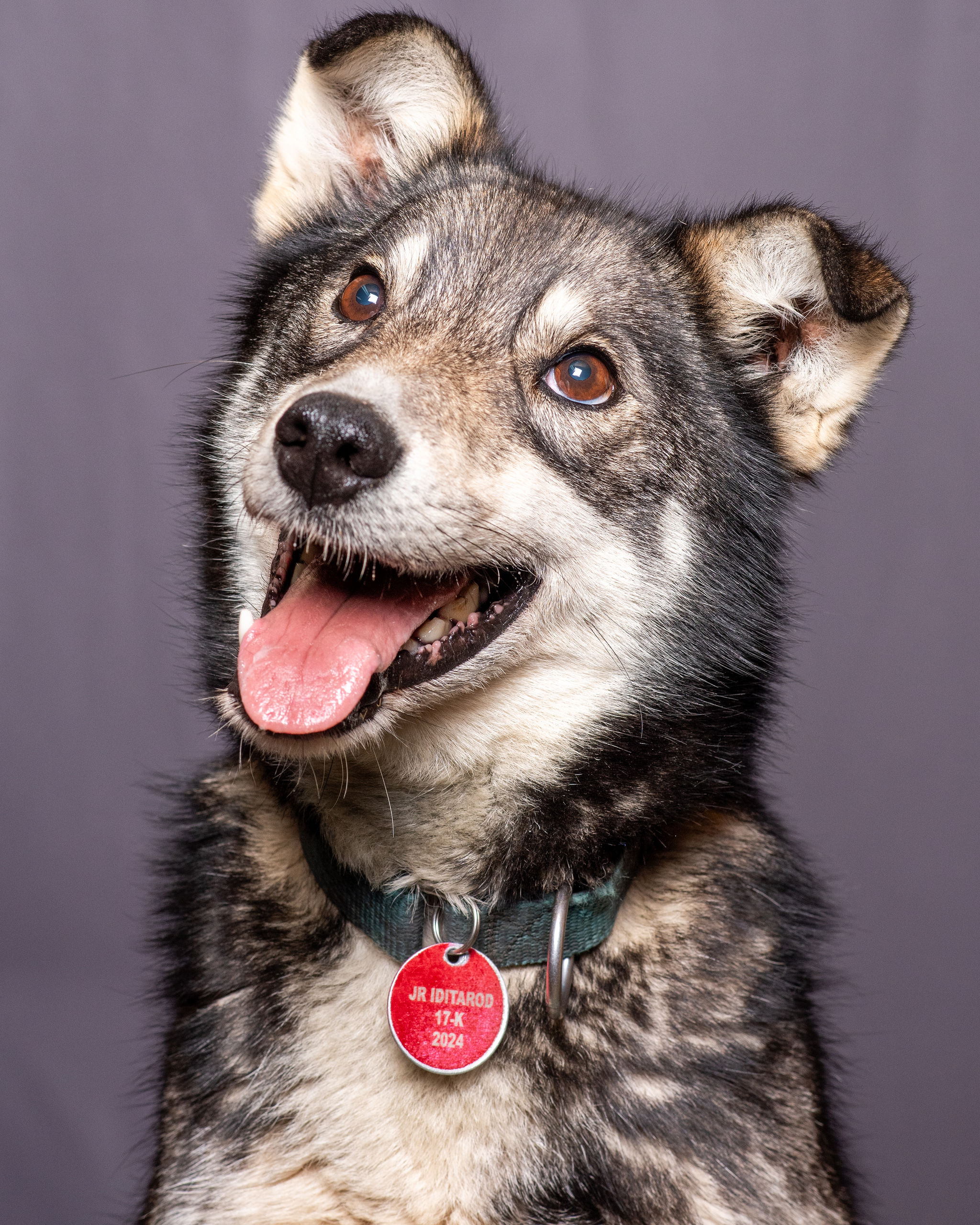 Our Huskies| Trail Breaker Kennel