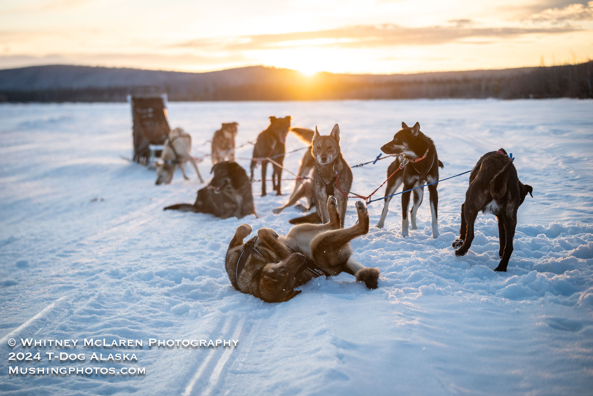 The T-Dog - Fairbanks' Newest Multisport Race! - Trail Breaker Kennel